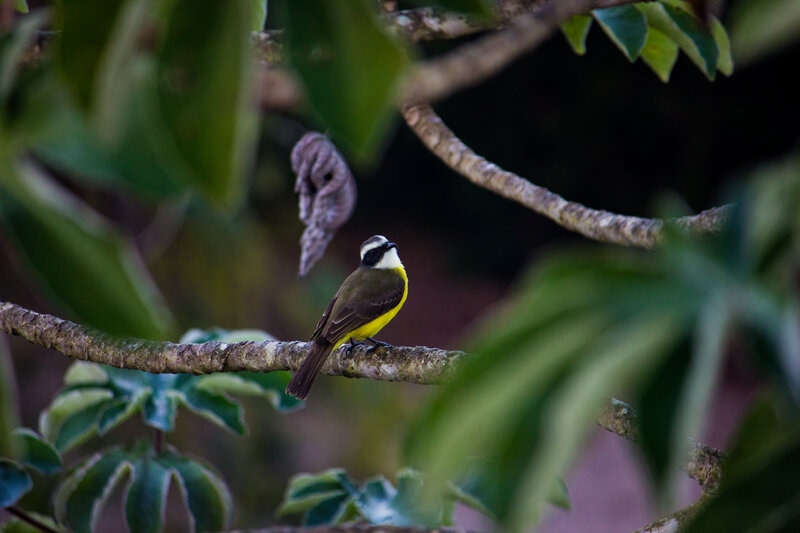 Maya Ka'an | Donde la tierra late