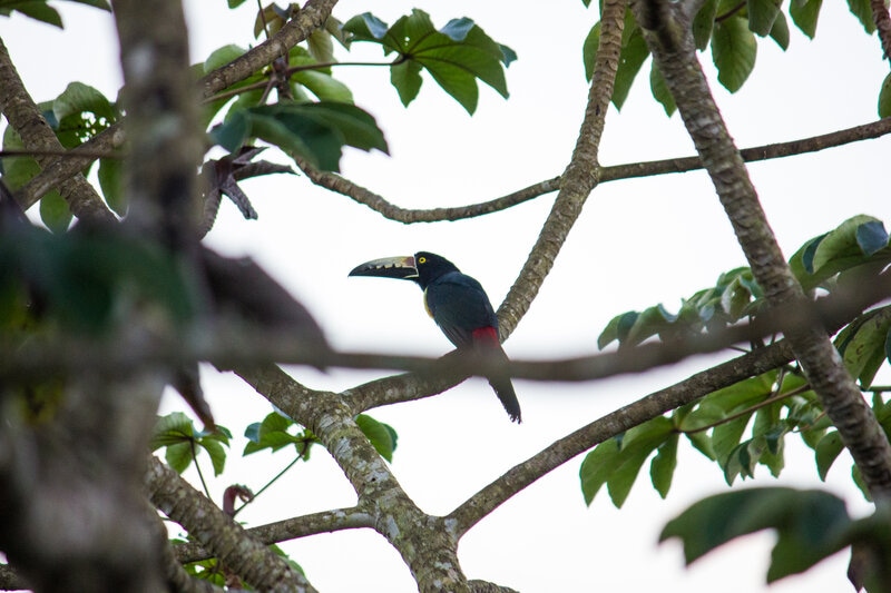 Maya Ka'an | Donde la tierra late